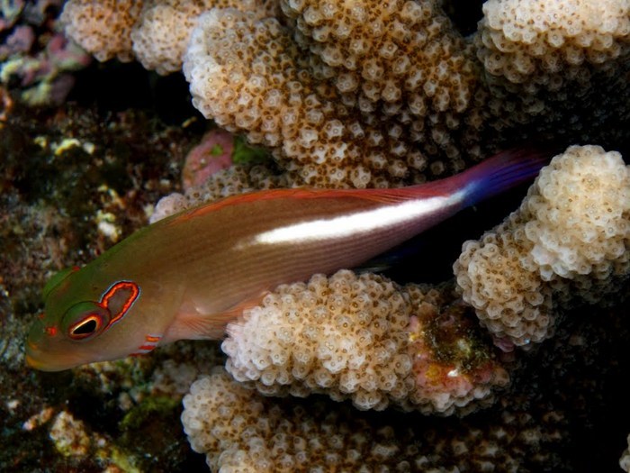 Hawaii: General Ecology/Island Endemics