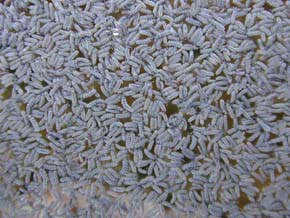 Antarctica: Life in Antarctica