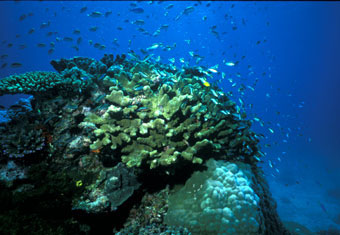 Coral Reef: Buildup and Breakdown