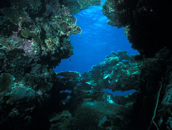 Coral Reef: Great Barrier Reef