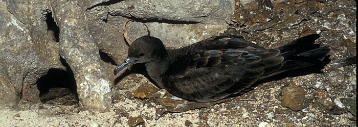 Coral Reef: Great Barrier Reef