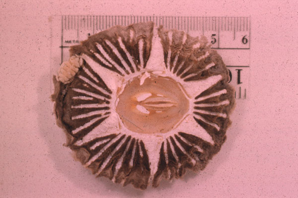 Gray Whales: The Migration South