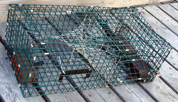 Mariculture: Lobster